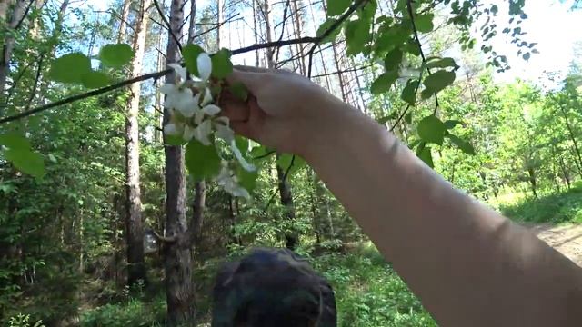 Тропа Лесоводов Прикамья (1_2) 29 мая 2020.