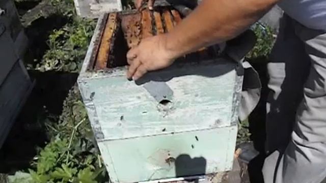 ответы на вопросы - контрольная рамка с молодым расплодом, чтобы семья пчел не отрутневела