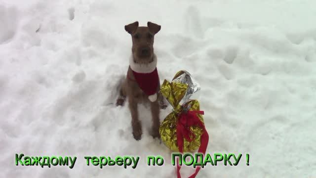 Ирландские терьеры : "Новый год ! Мы ждём Новый год ! "