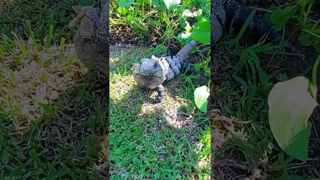 Трусливая игуана. Мексика.