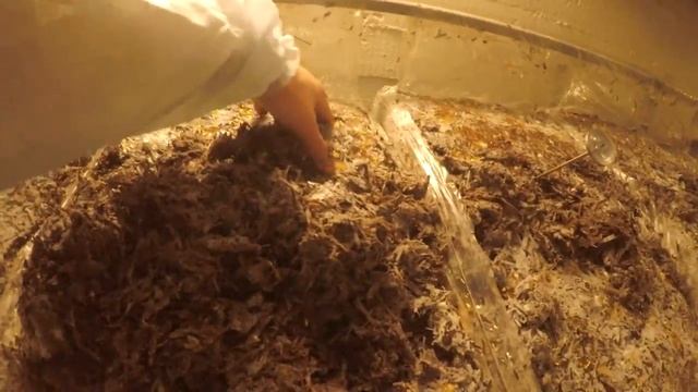 Бизнес в гараже. Выращивание Шампиньонов. Покровка