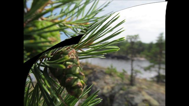 Сплав 2013. Ладожские шхеры. Фото