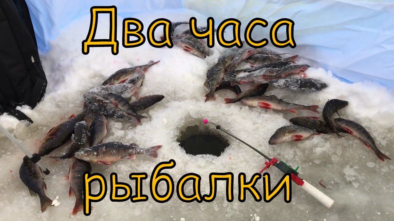 Зимняя охота на горбатого окуня 2018