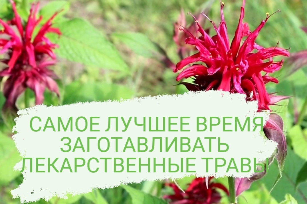 САМОЕ ЛУЧШЕЕ ВРЕМЯ ЗАГОТАВЛИВАТЬ ЛЕКАРСТВЕННЫЕ ТРАВЫ ?