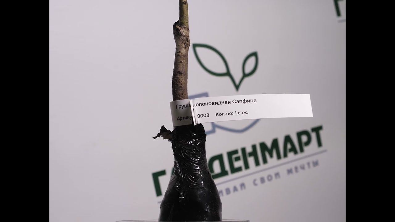 Груша колоновидная Сапфира