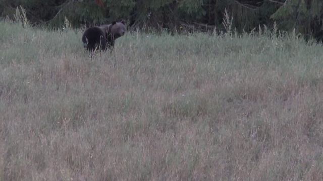 Медведь кормиться на полях.  Часть № 10