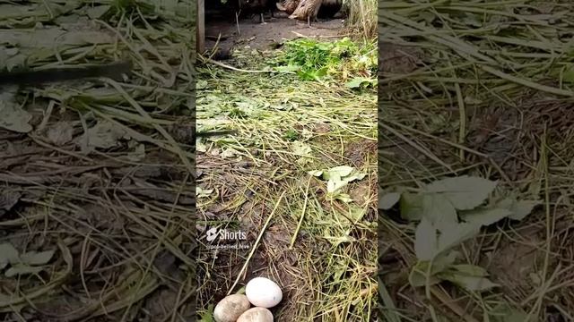 утки бегунки #duck eggs #утиные яйца #утренний сюрприз