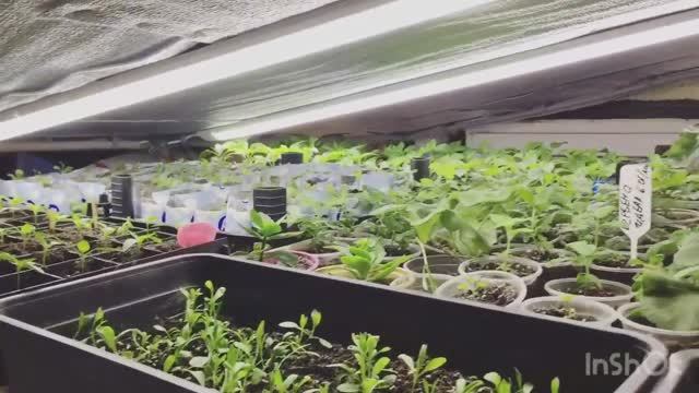 Обзор теплицы на 14 марта 2021г.