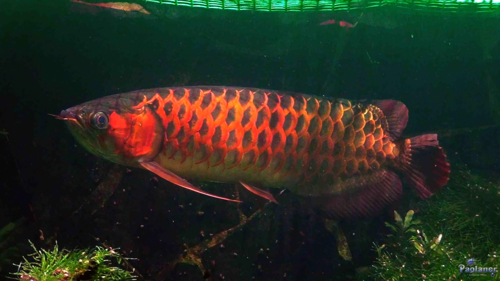 Ленинградский зоопарк. Подводный мир (2022)