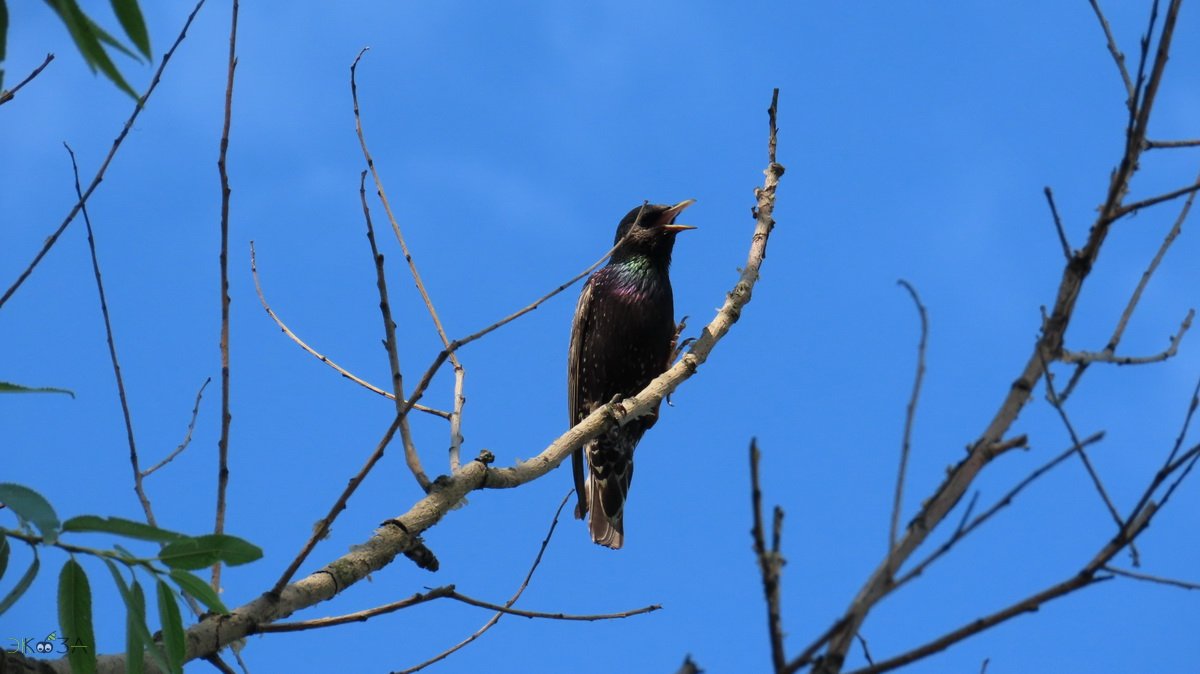 Возмущенная скворчиха. И дятел - флегматик