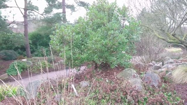 Ботанический сад Орхус 8 января 2023, Дания