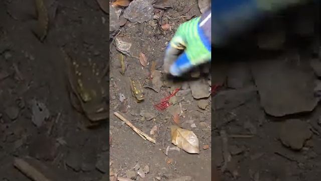 Поиск сокровищ Нашел Большого Золотого Дракона #охотазасокровищами #поискзолота #сокровища #клад