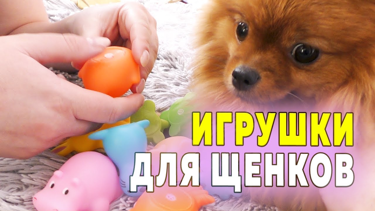 Щенкам шпица 21 день – 3 недели. Учу мужа прикармливать щенков. Игрушки для щенят. Про электрогрелку