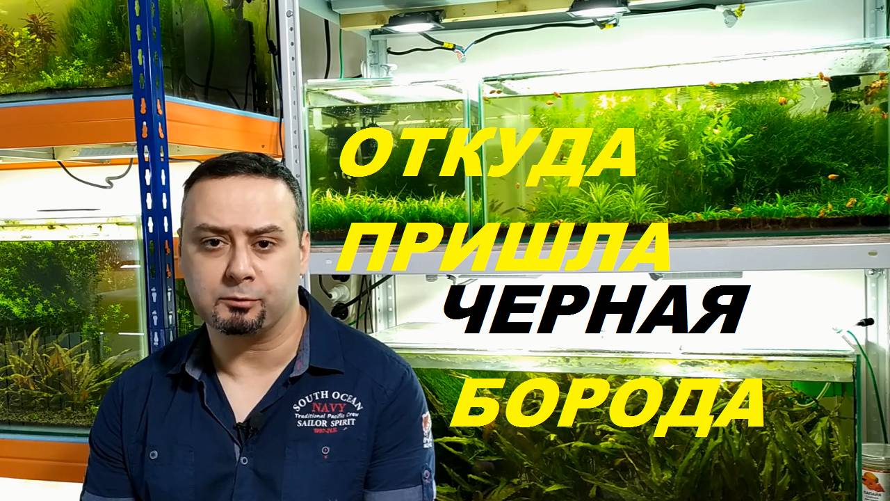 Красные водоросли. Откуда берется черная борода. (Архив от 27.01.2024)