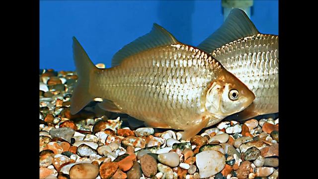 "Некрасивая лягушечка" - терапевтическая сказка-занятие для детей 4-7 лет