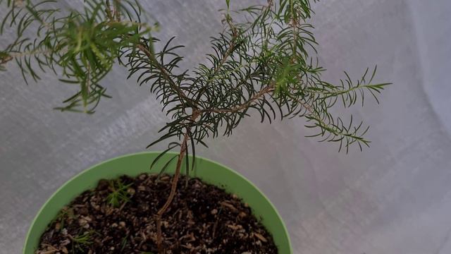 Мелалеука альтернифолия 11