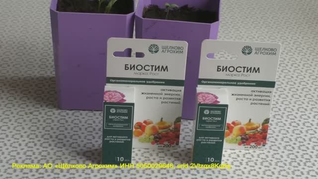 Не растёт рассада? Расскажем как это исправить!