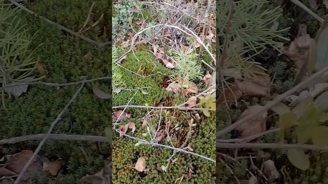 Весна. ЯНАО.2024.