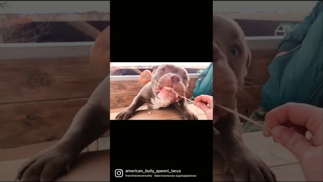 Dragon обожает шашлычок из индейки)))??