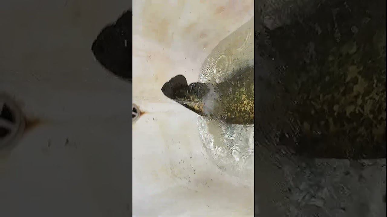 Поймали Крупного Сома