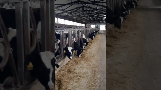 А вы в клубе?