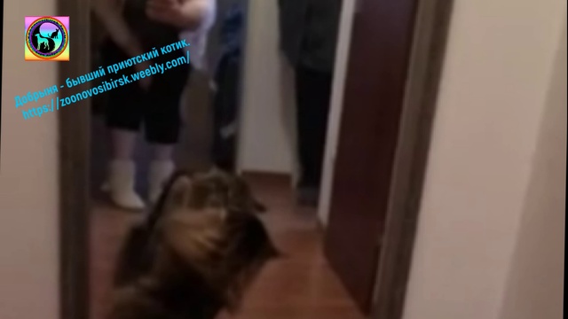 Кот нападает на зеркало Это бывший приютский котик который уехал в новый дом из России в Германию