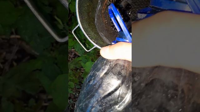 Ловлю ос, шершней на медовуху