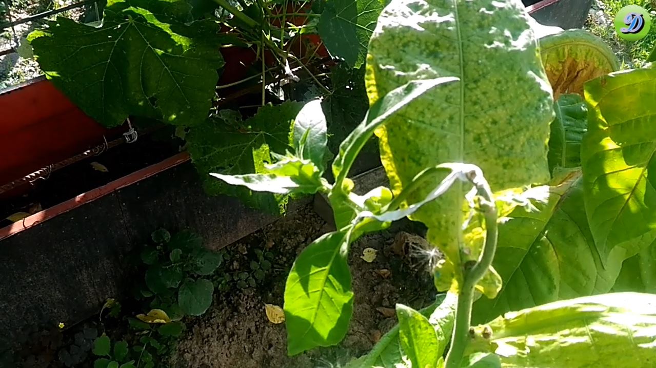 Эксперимент с прививкой табака.