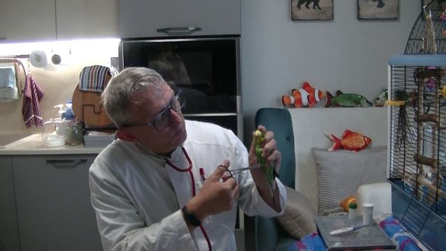 ШВО Как определить наличие болевой чувствительности при травме лаки у попугаев и птиц. Август 2023