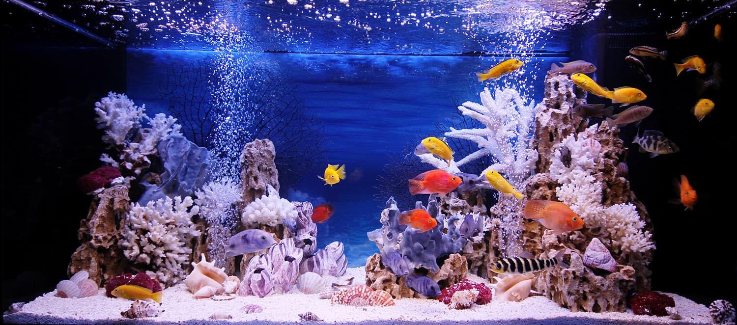 Лучшая фоновая музыка с прекрасным успокаивающим изображением для вашего бизнеса.