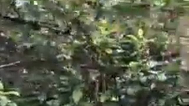 Виктор Шелин. Воскресенье. Вечер. 21.06.2020г.