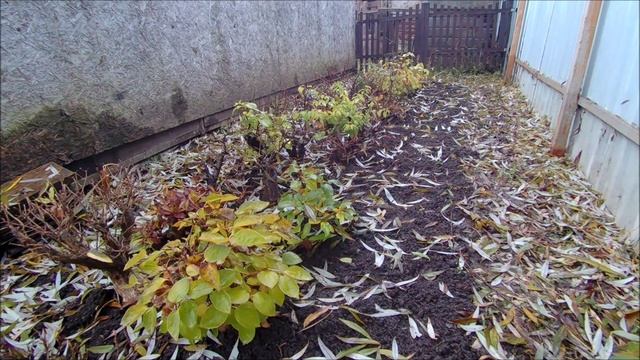 Зимовка бонсай в открытом грунте, прикопе поздняя осень 2022 год часть 2