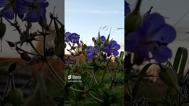 #жизнь #life #villagelife #жизньвдеревне #village #деревня