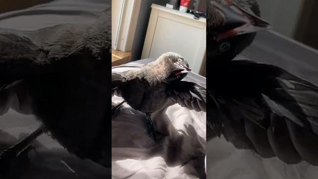 Какая-то не правильная ворона