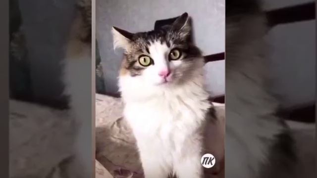 Кубик, астанавись.