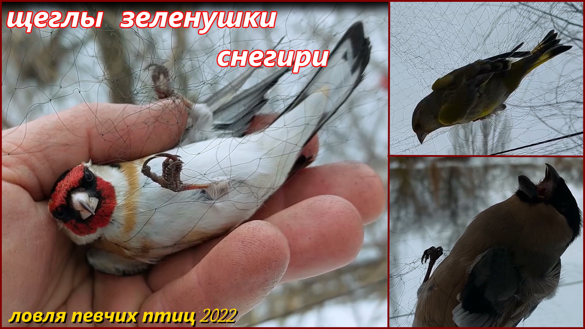 Ловля певчих птиц. Щеглы, зеленушки, снегири, чижи.