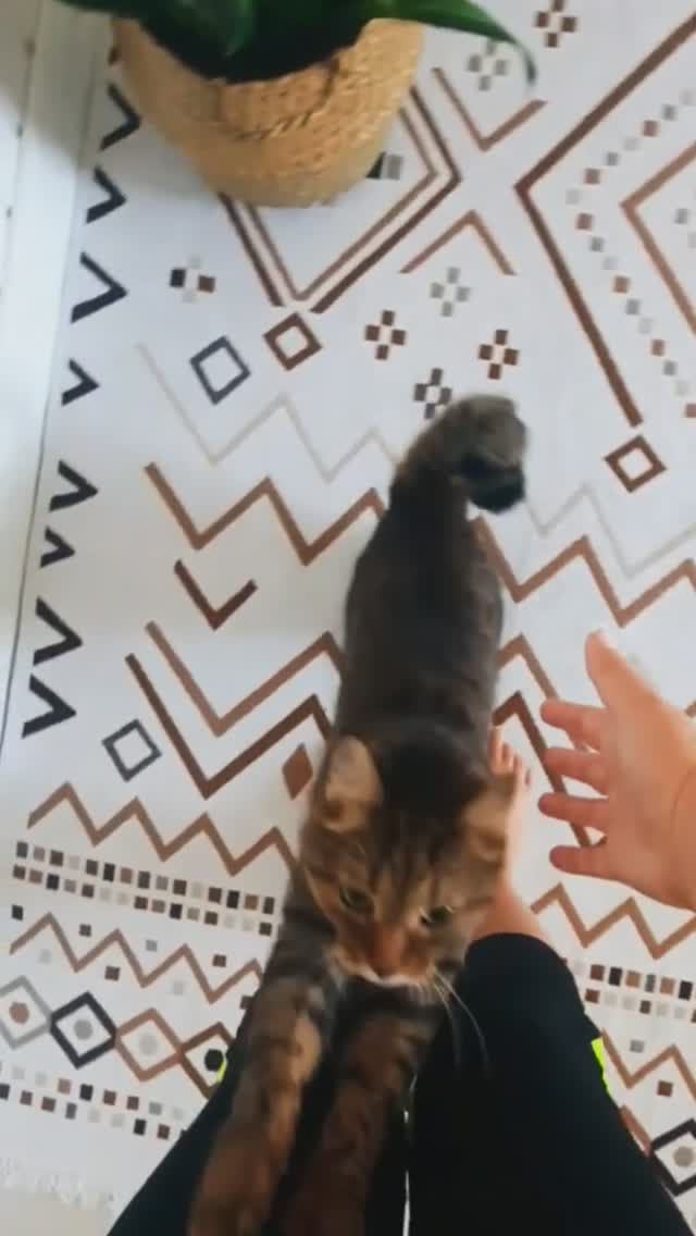 Наше утро #йога #кот #любовь