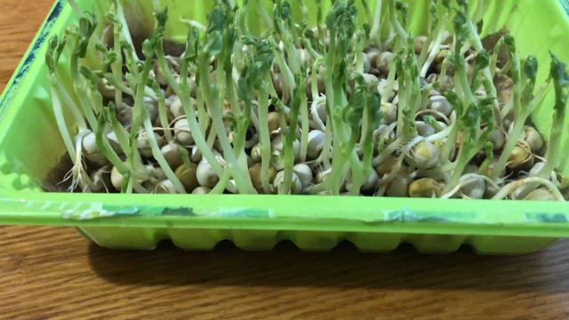 Микрозелень гороха