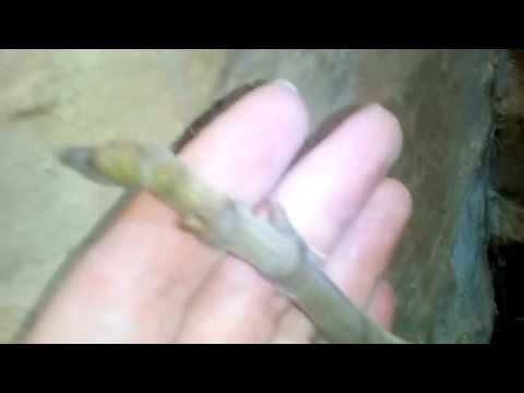 Пора делать ревизию растений.