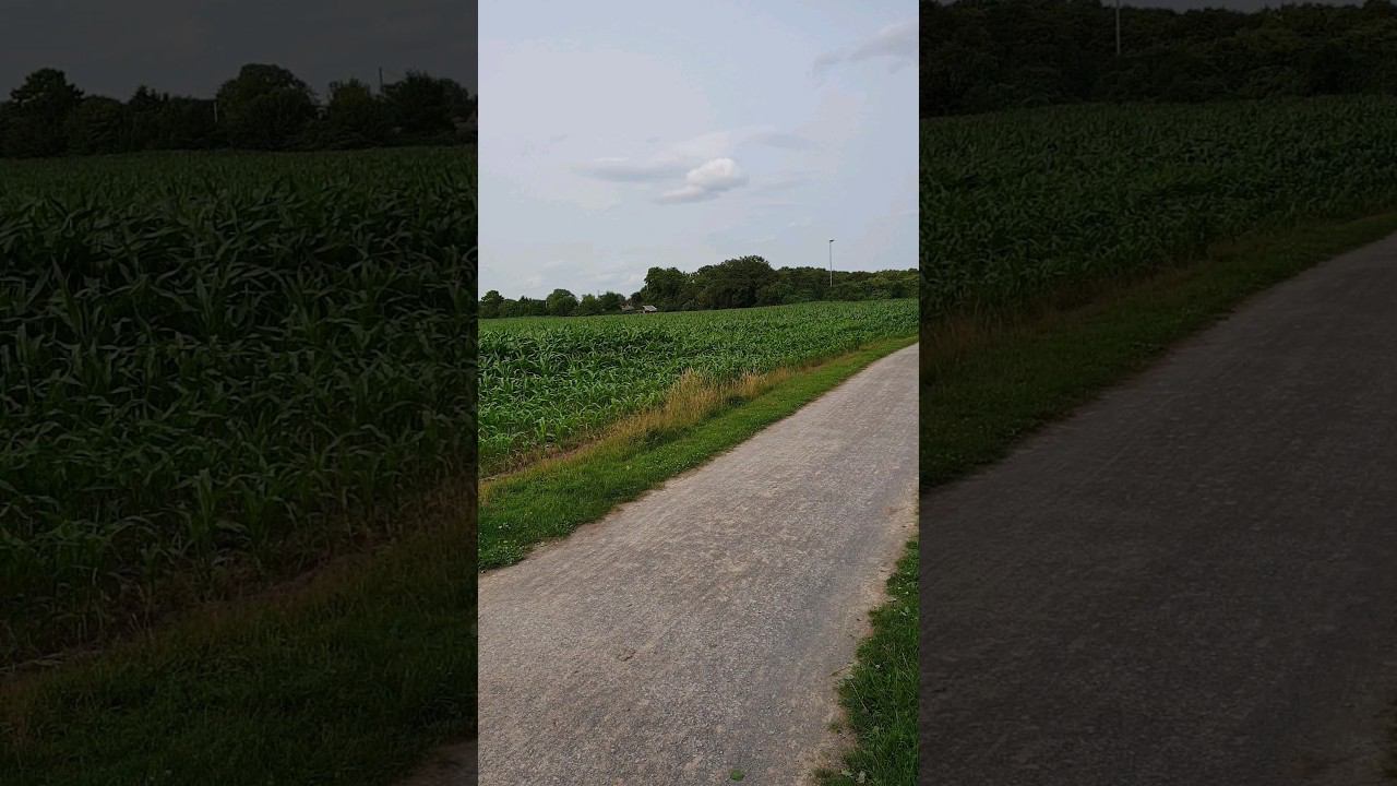 Поле в Германии #thekostja