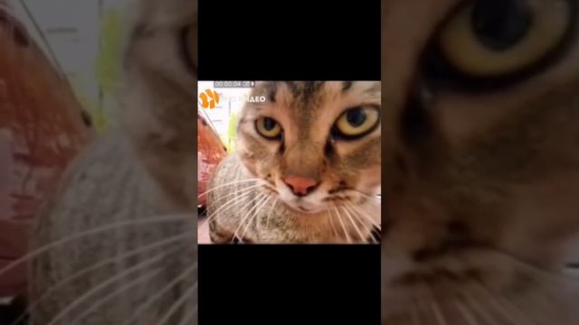 Ты чё базаришь?