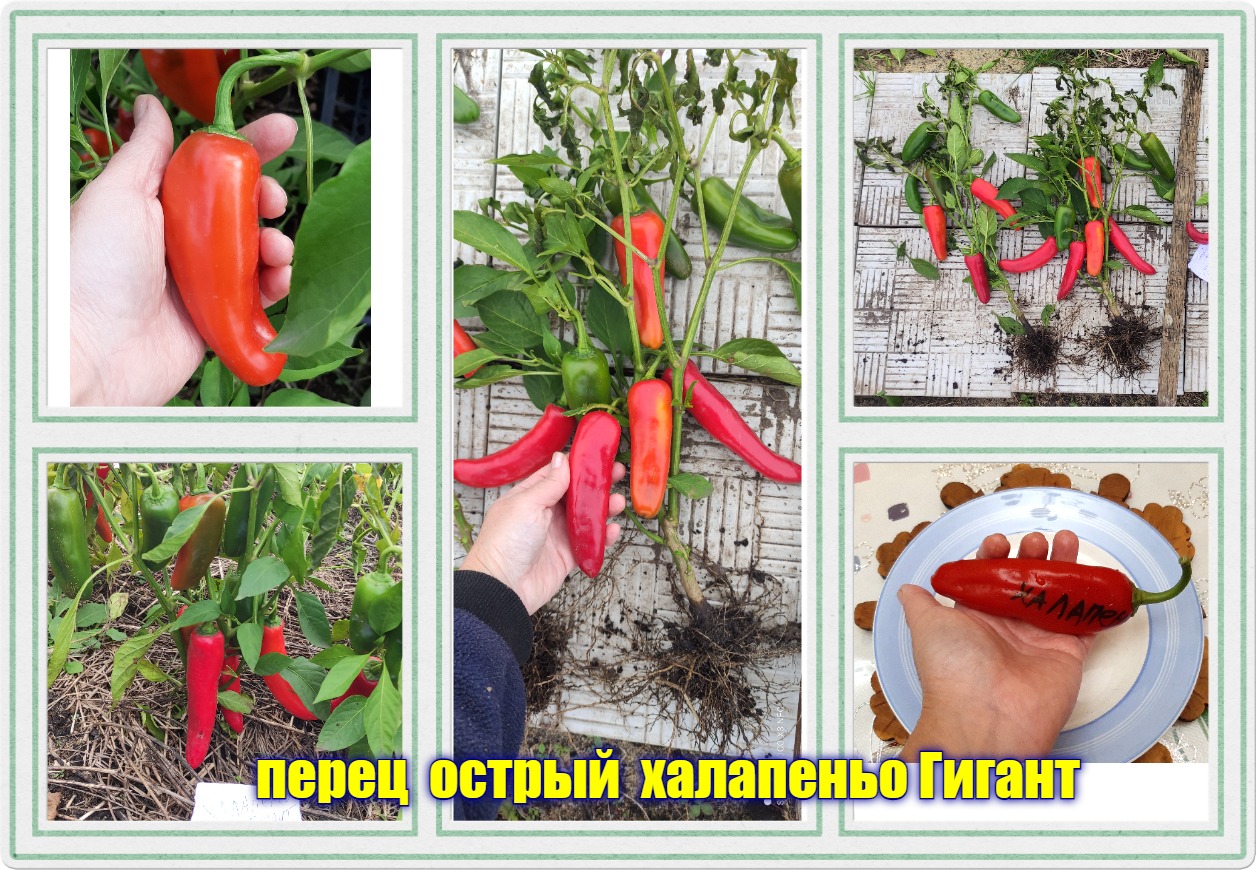 ✅ Перец острый Халапеньо Гигант Jalapeno Giant