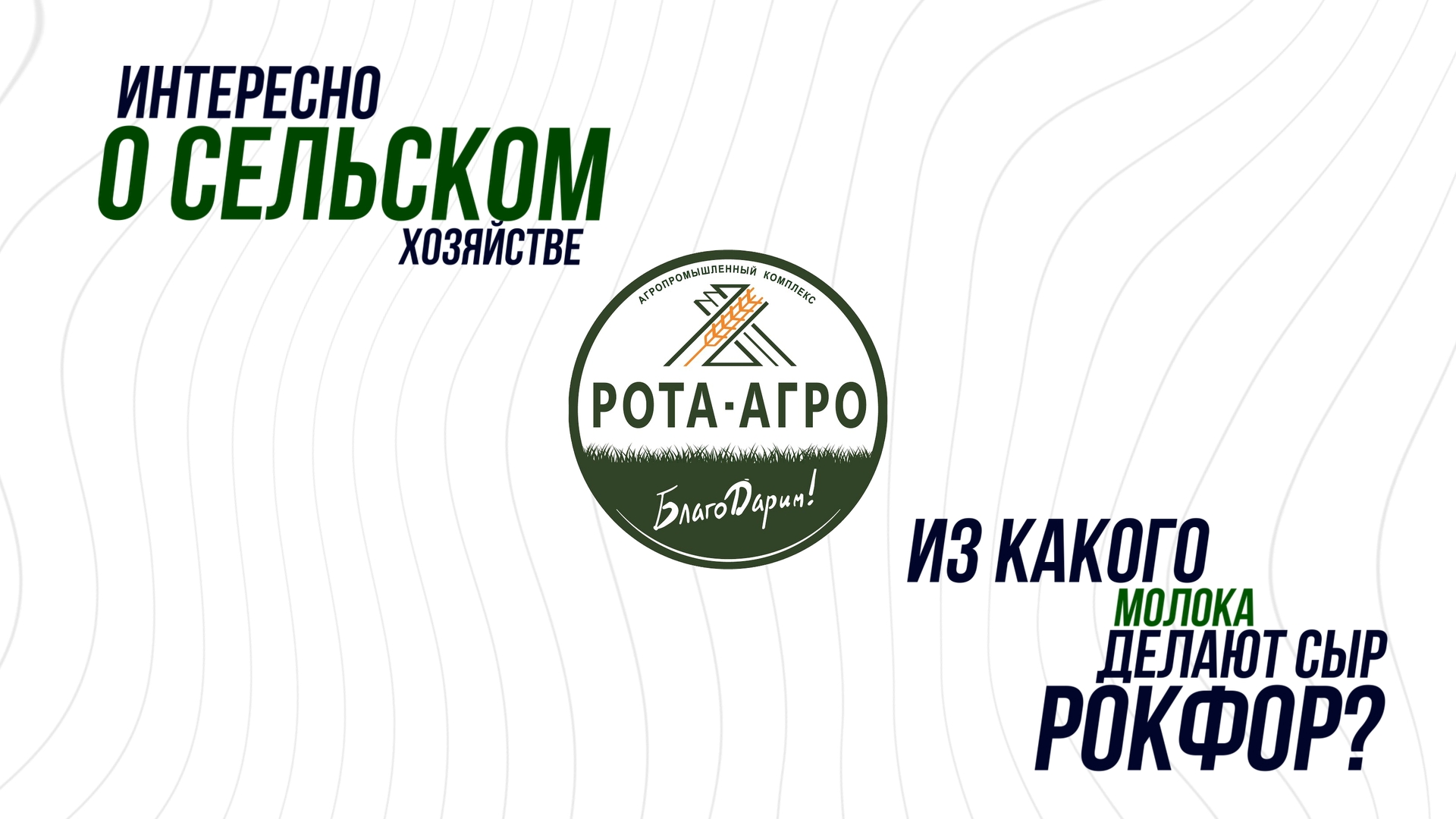 Интересно о сельском хозяйстве: из какого молока делают сыр рокфор «РОТА-АГРО»?
