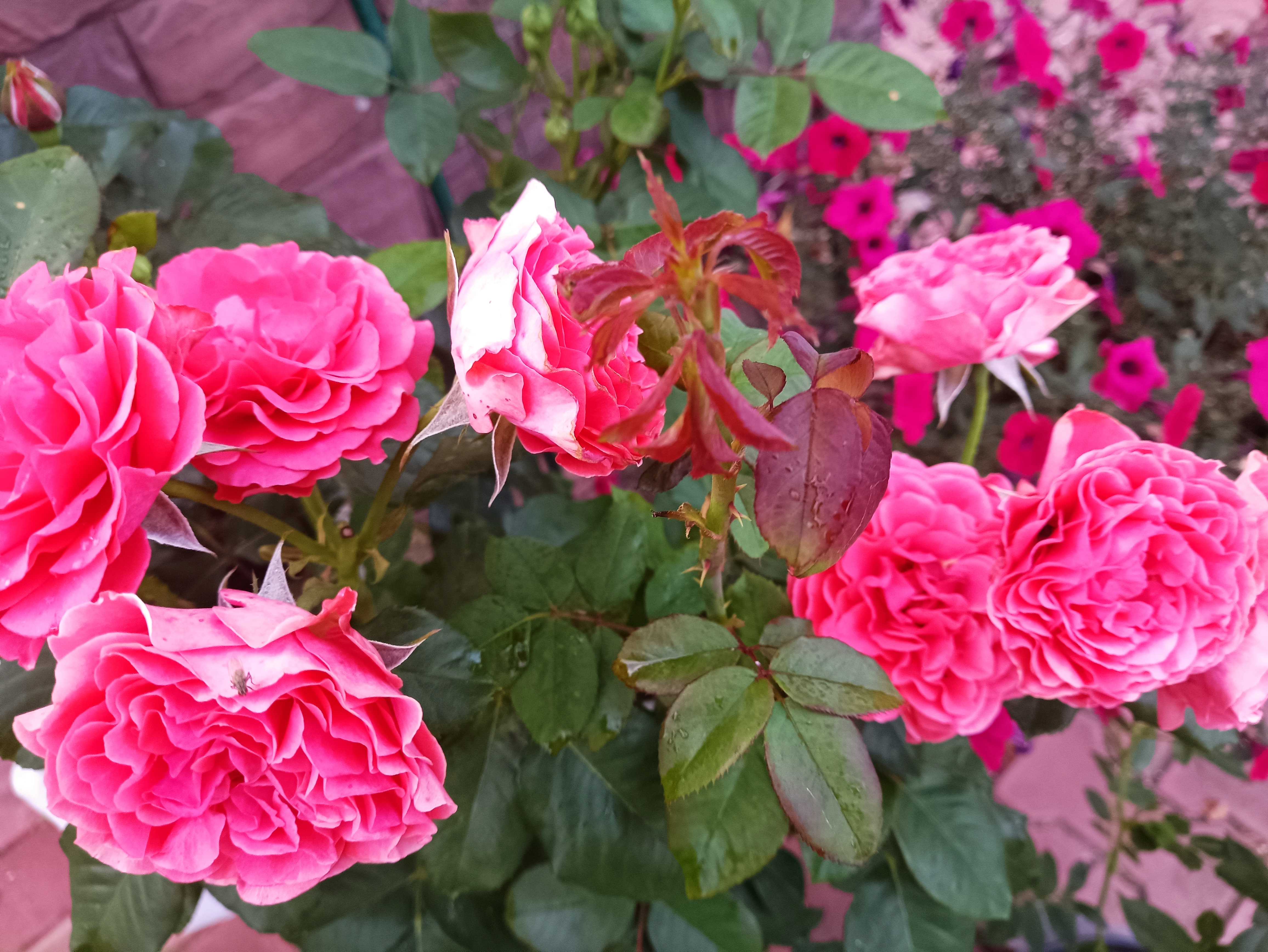 ЛУЧШИЕ РОЗЫ-ПЕРВОГОДКИ. Питомник "Розы Вдохновения"