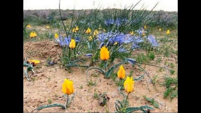 Байконурские тюльпаны.