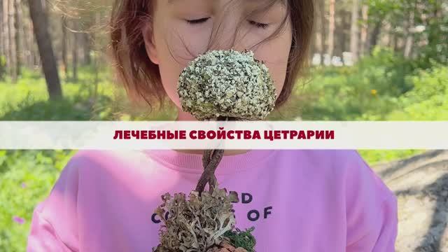 ЛЕЧЕБНЫЕ СВОЙСТВА ЦЕТРАРИИ