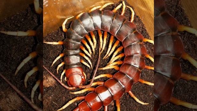 #Гигантская #сколопендра- пожиратель #мышей, #скорпионов и #рептилий