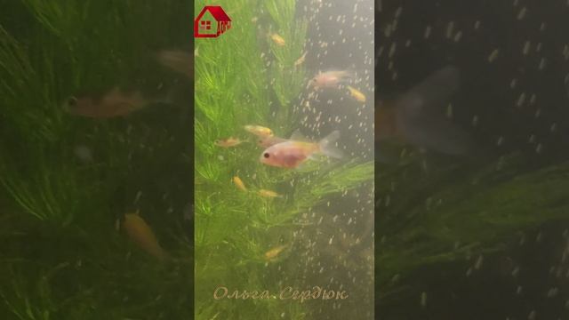 Малькам карпов кои исполнился 1 месяц