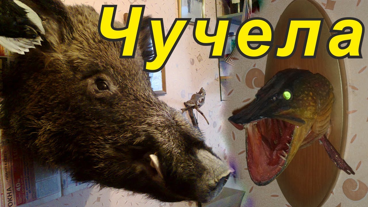 Мои чучела.