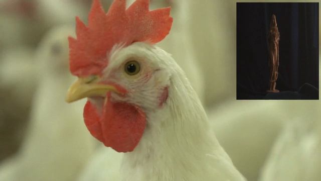 о вегетерианстве и мясоедении.mp4